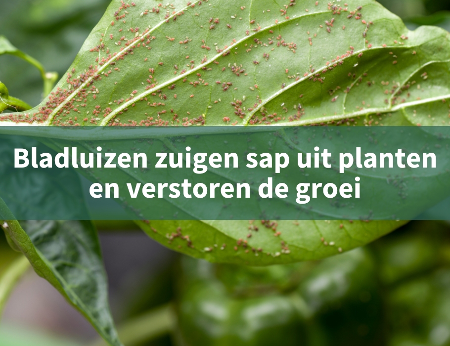 Bladluis bestrijden: zo doe je dat natuurlijk!