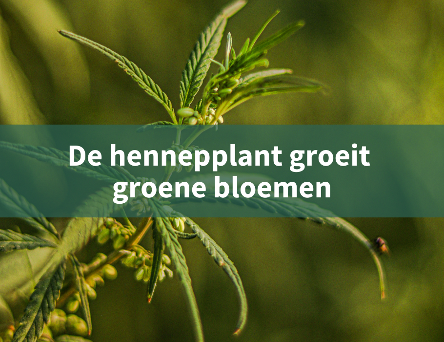 Hennep: biobased bouwen met hennep