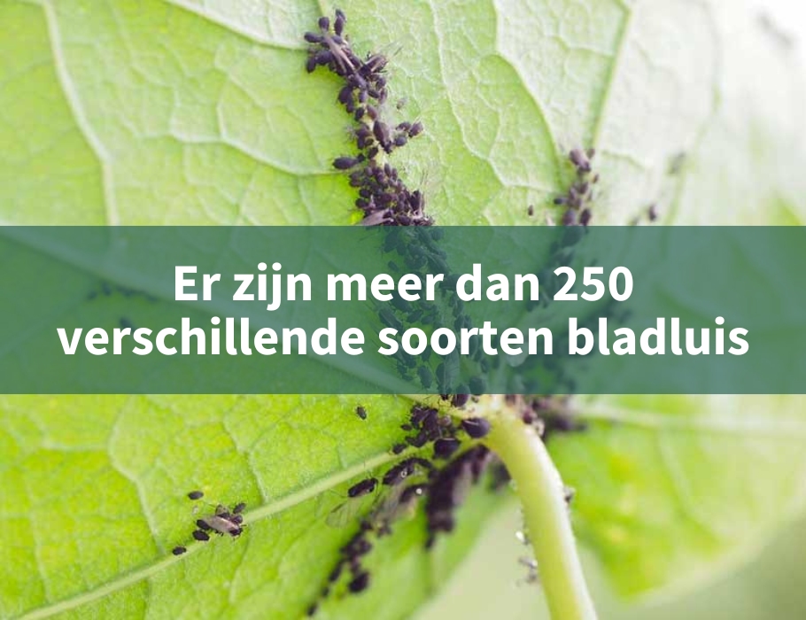 Bladluis bestrijden: zo doe je dat natuurlijk!