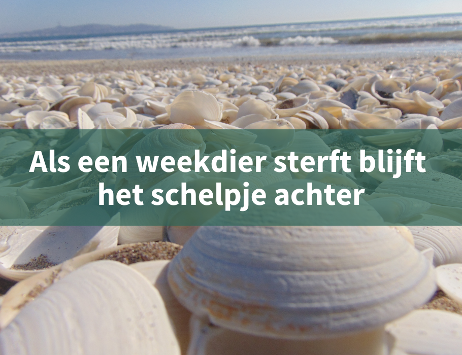 Schelpen als biobased bouwmateriaal