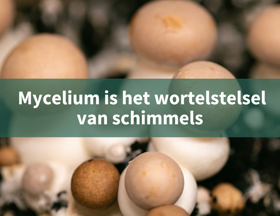 Mycelium: natuurlijk en aards