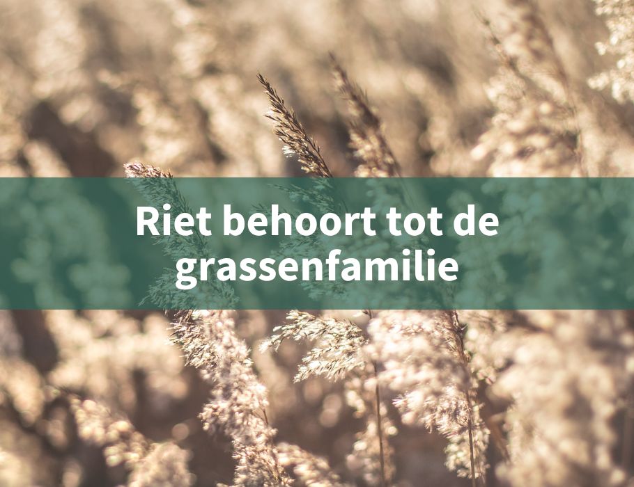 Riet: biobased bouwen met riet